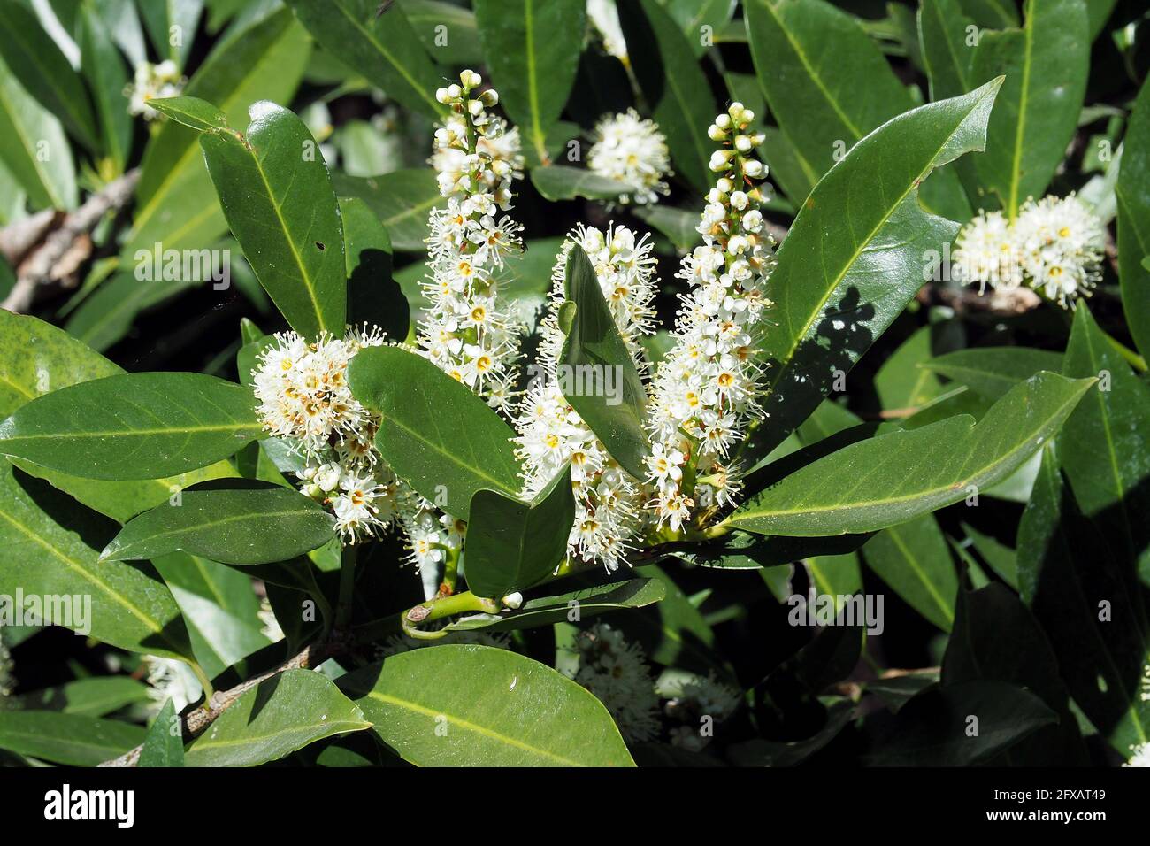 Kirschlorbeer prunus laurocerasus hi-res stock photography and images ...