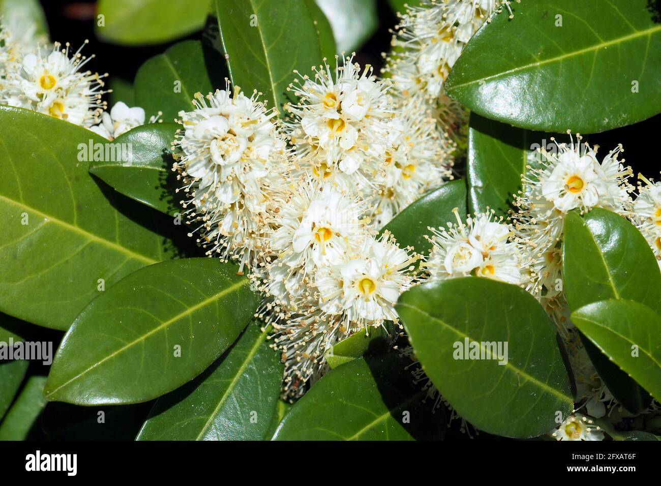 cherry laurel, common laurel, English laurel, Lorbeerkirsche ...