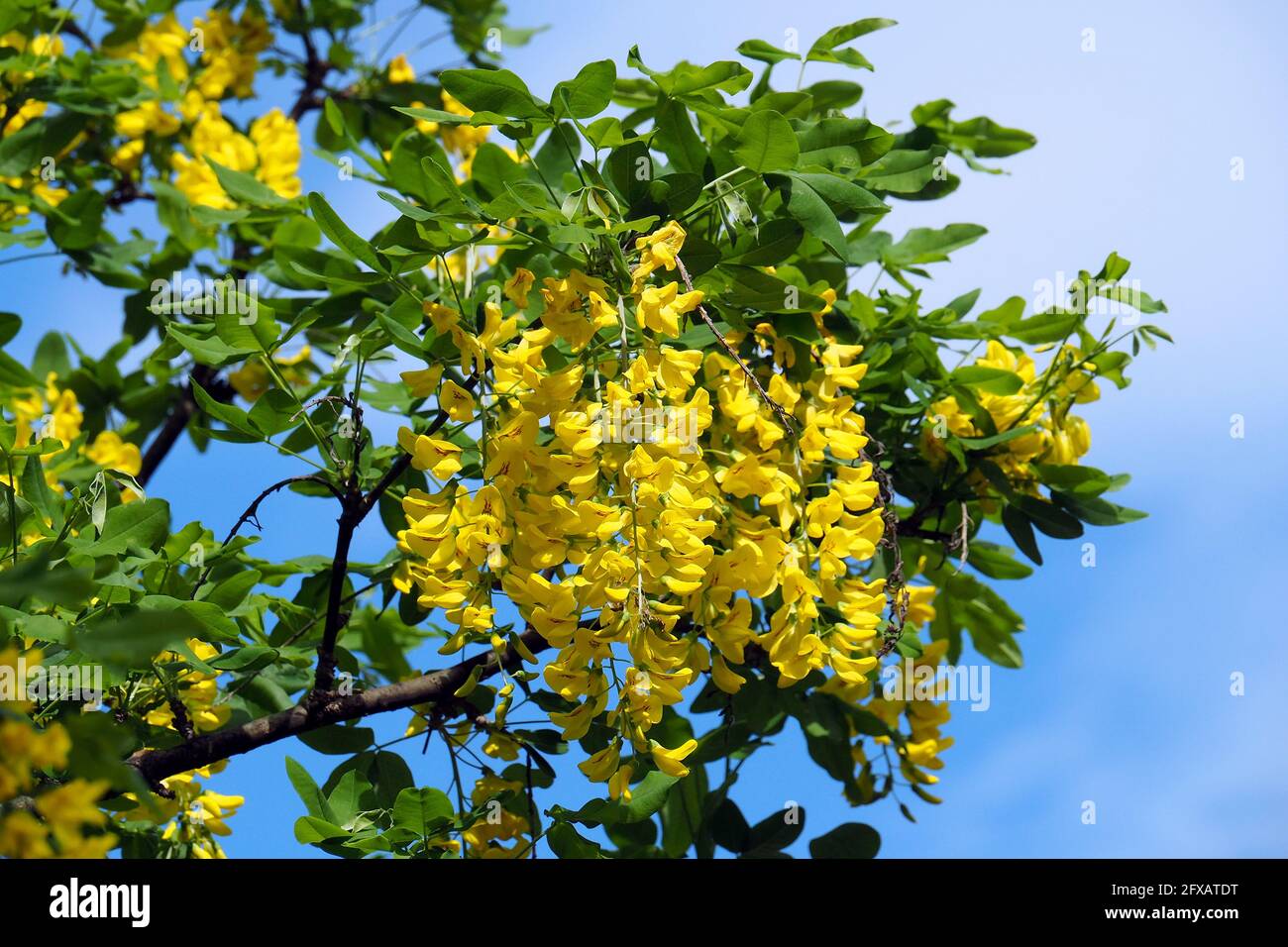common laburnum, golden chain or golden rain, Gemeiner Goldregen ...