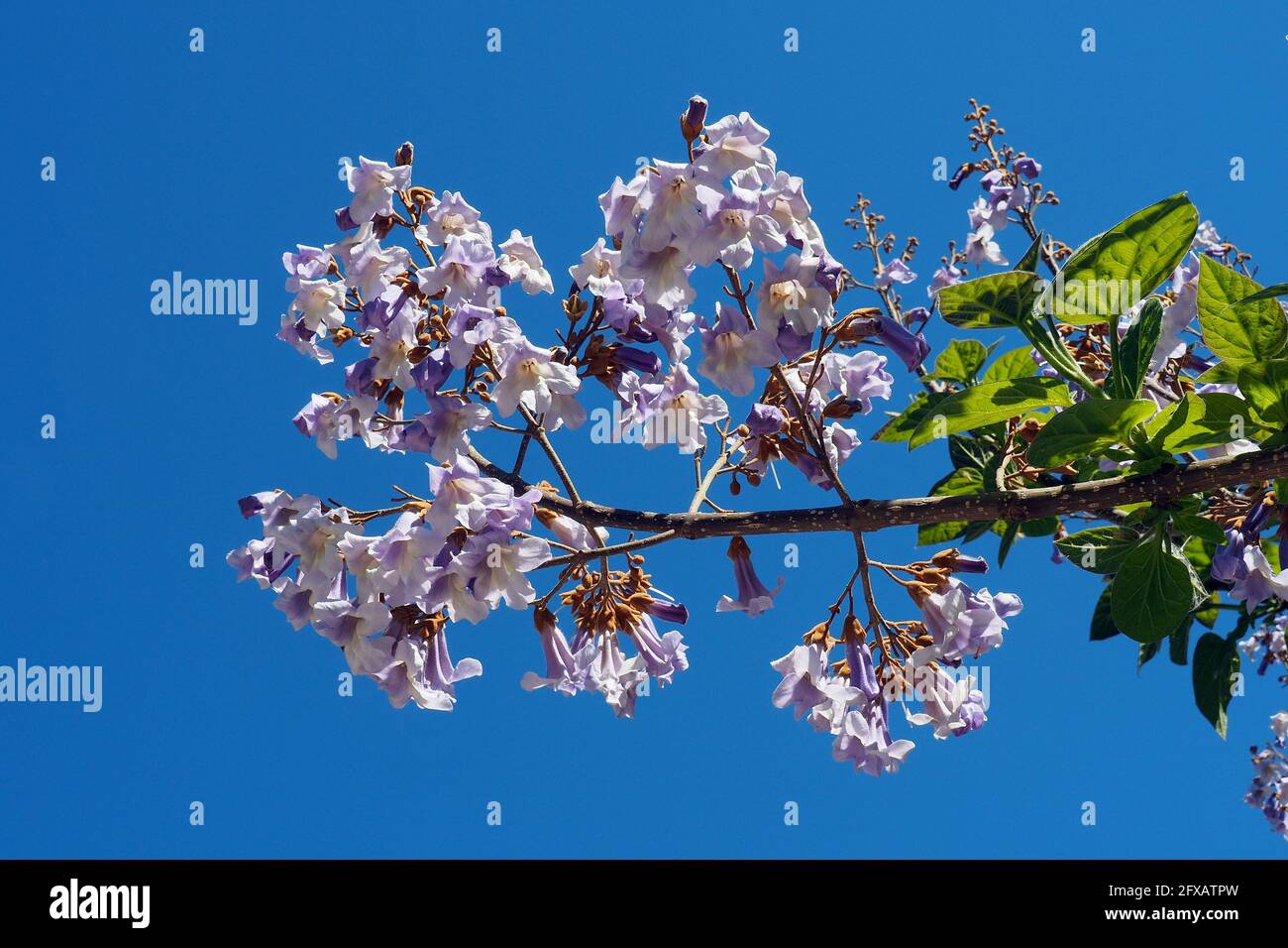 princesstree, foxglove-tree, or kiri, Blauglockenbaum, Kaiserbaum oder ...