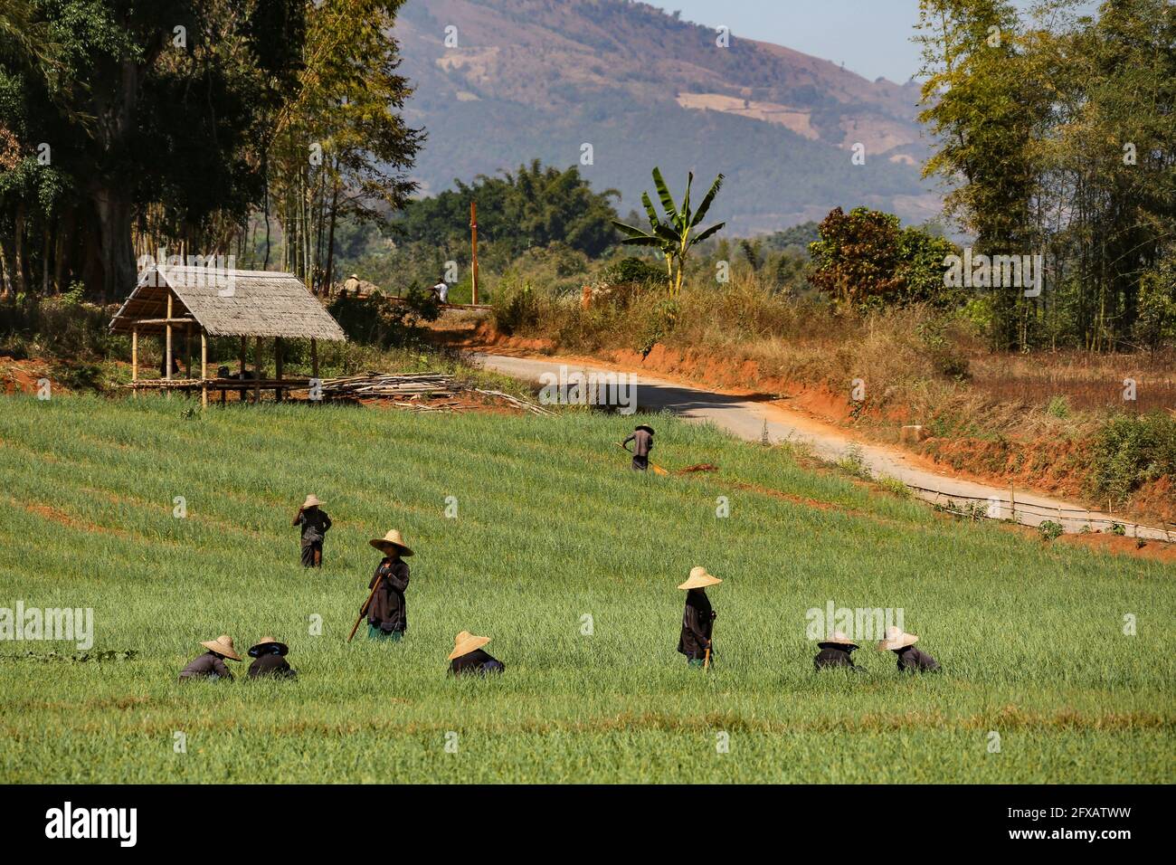Farm workers in the countryside near Taunggyi in Shan State, Myanmar ...