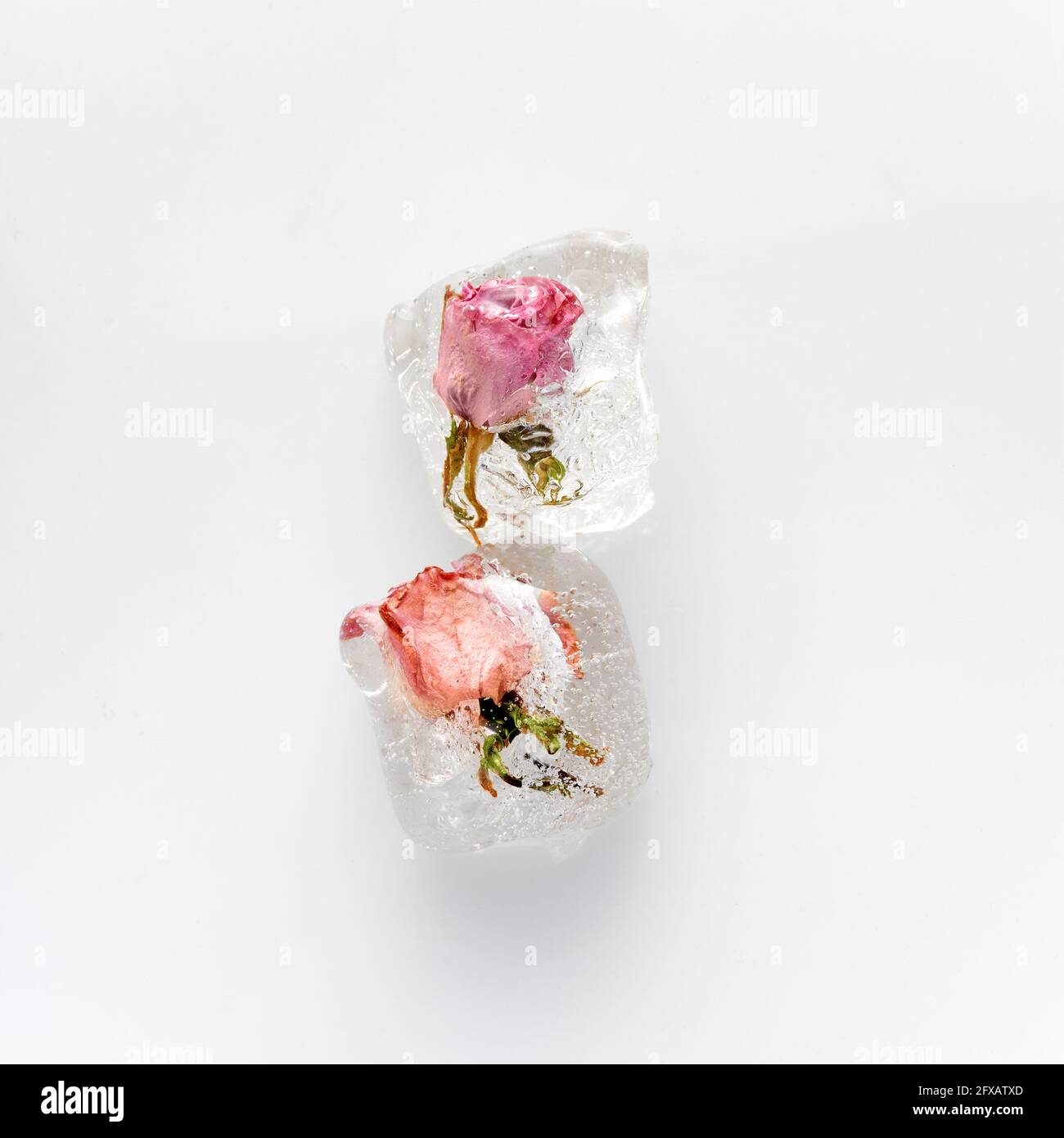 Frozen roses in ice cubes on white background. Top view Stock Photo - Alamy