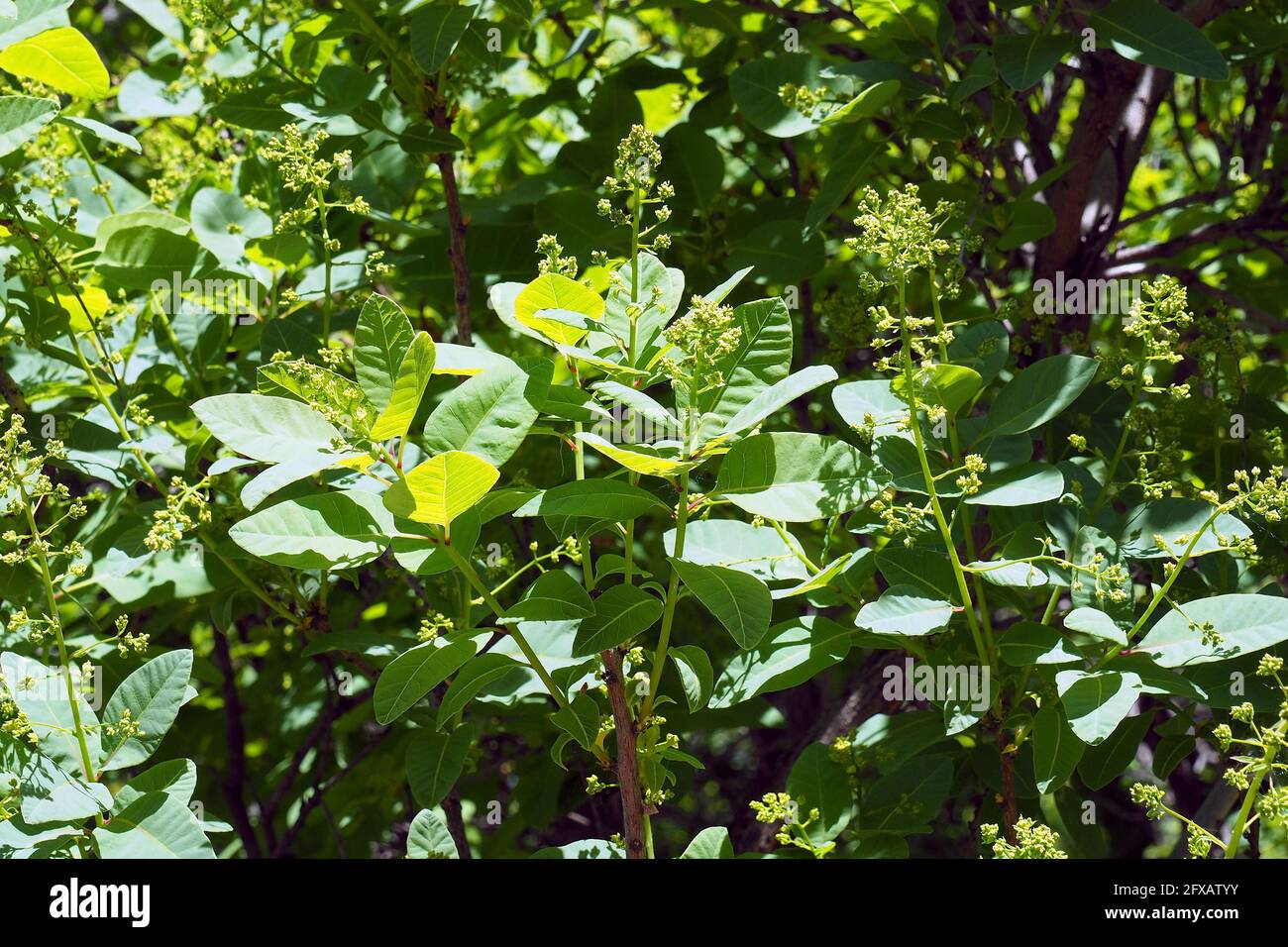 European smoketree, Perückenstrauch, Cotinus coggygria, sárga ...