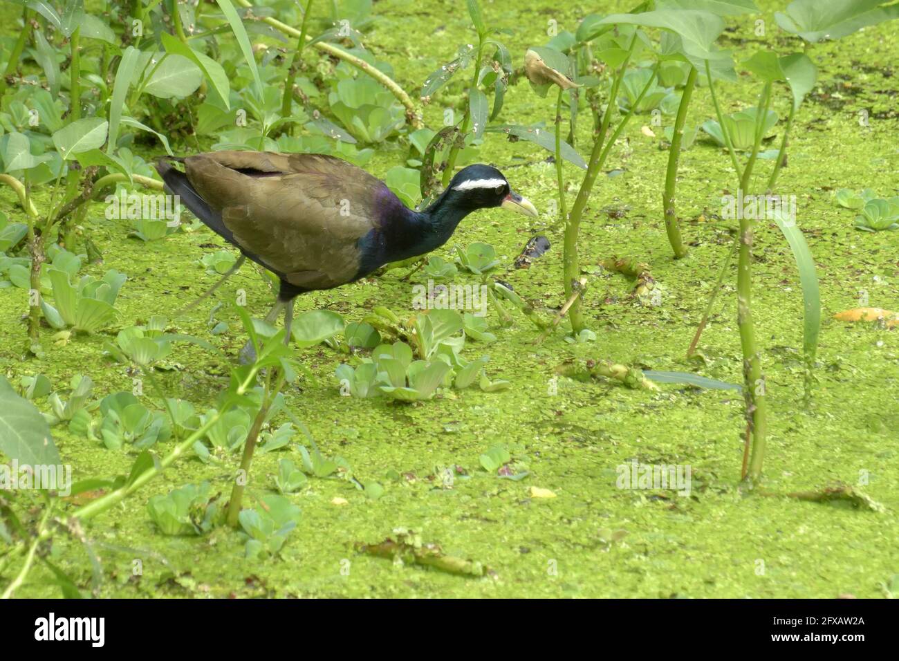 Bronze-winged Jacana Bird, Metopidius indicus, walking beside green ...