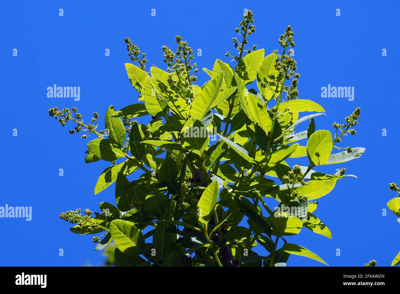 European smoketree, Perückenstrauch, Cotinus coggygria, sárga ...