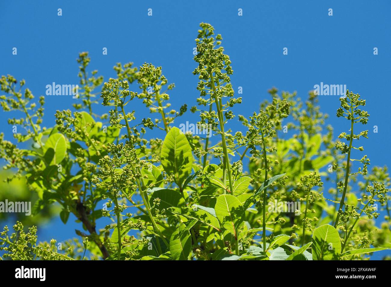 European smoketree, Perückenstrauch, Cotinus coggygria, sárga ...