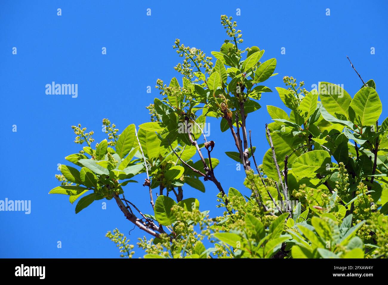 European smoketree, Perückenstrauch, Cotinus coggygria, sárga ...