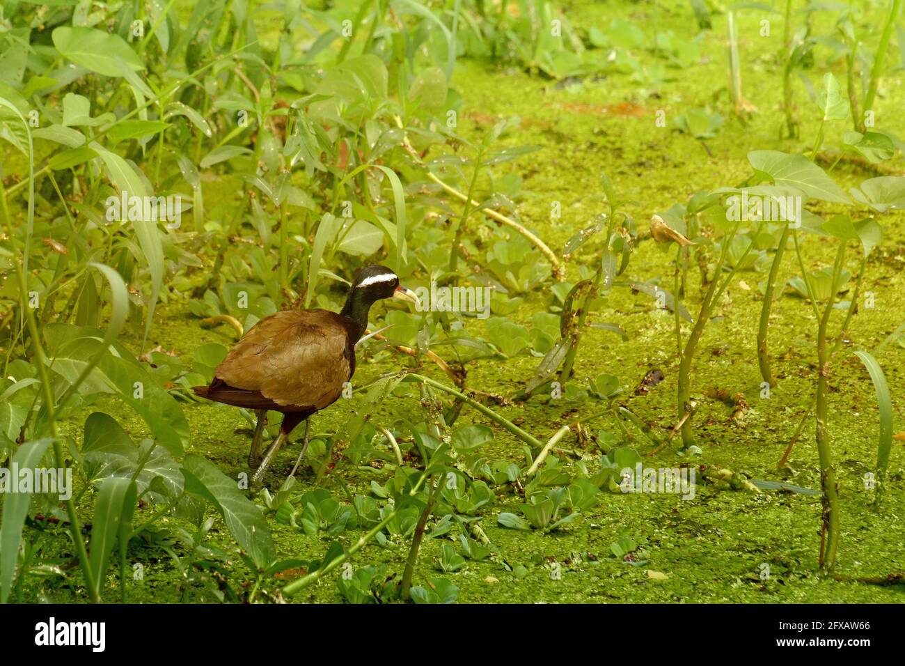 Bronze winged jacana india hi-res stock photography and images - Alamy