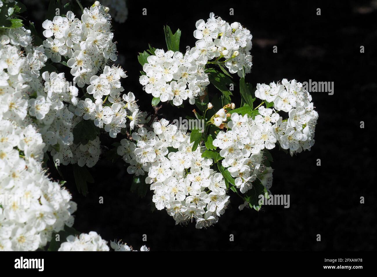common hawthorn, oneseed hawthorn, single-seeded hawthorn, Eingriffeliger Weißdorn, Aubépine ...