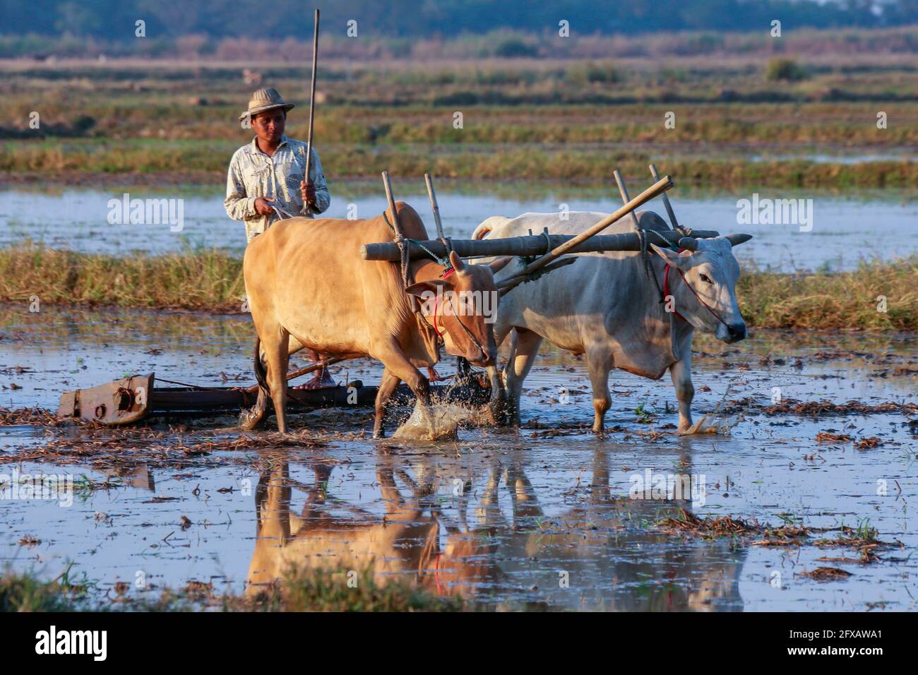 Simple rural agriculture in the countryside near Bago in Myanmar (Burma ...