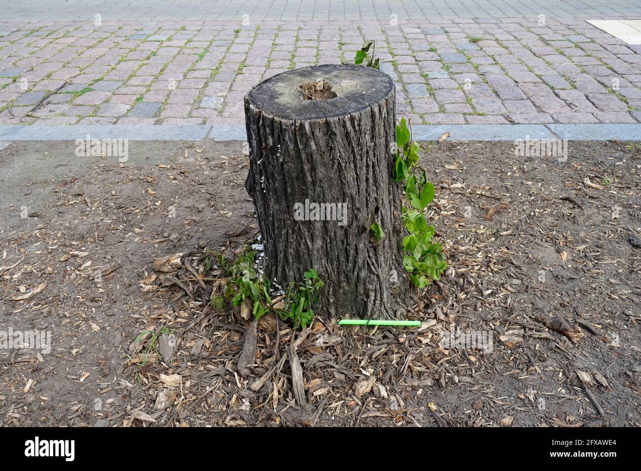 Felled tree in Berlin Stock Photo - Alamy