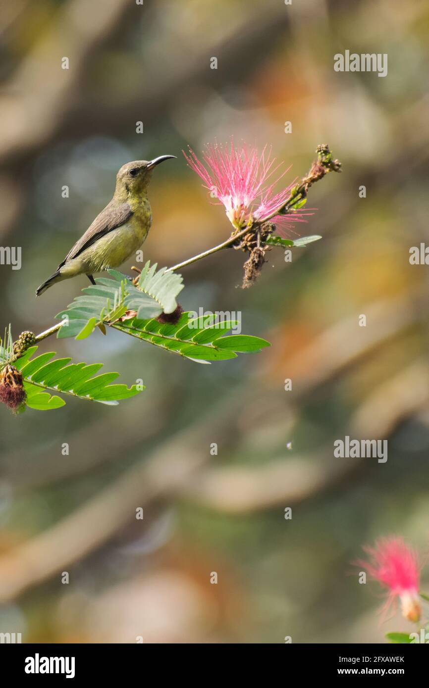 Sunbird flower hi-res stock photography and images - Alamy