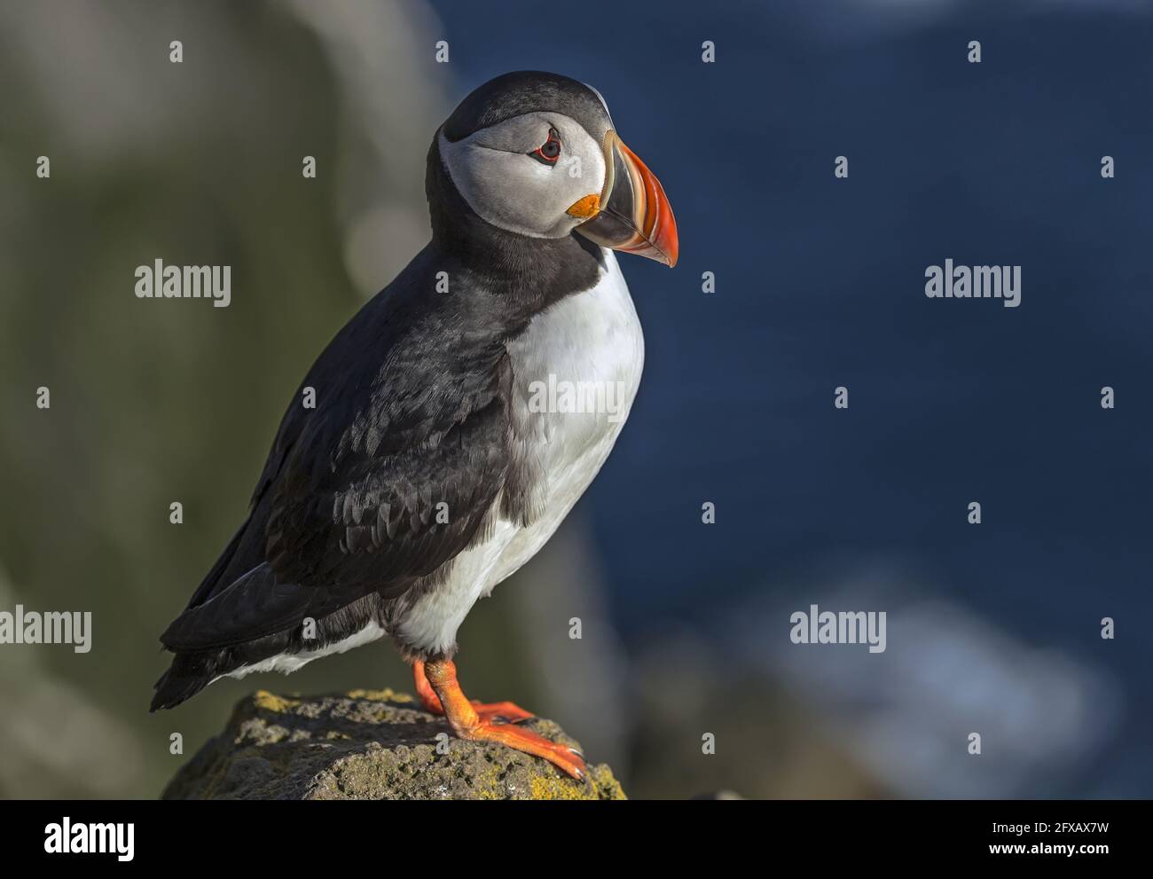 Atlantic Puffin watching sea from the cliff in Iceland Stock Photo - Alamy