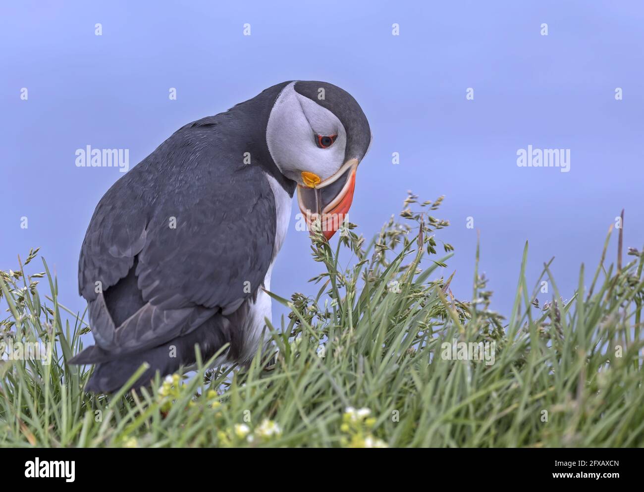 Atlantic Puffin bird gathering grass for the nest, Iceland Stock Photo ...