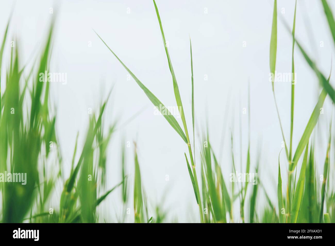 Texture of green grass. Natural summer background Stock Photo - Alamy