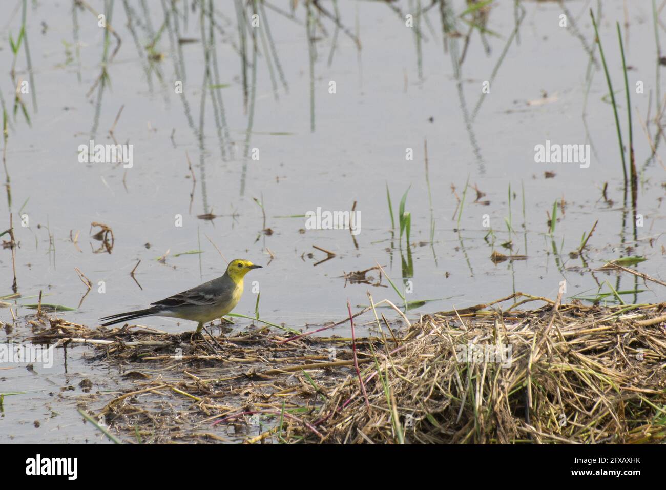Yellow wagtail bird, scientific name - Motacilla flava, sitting on ...