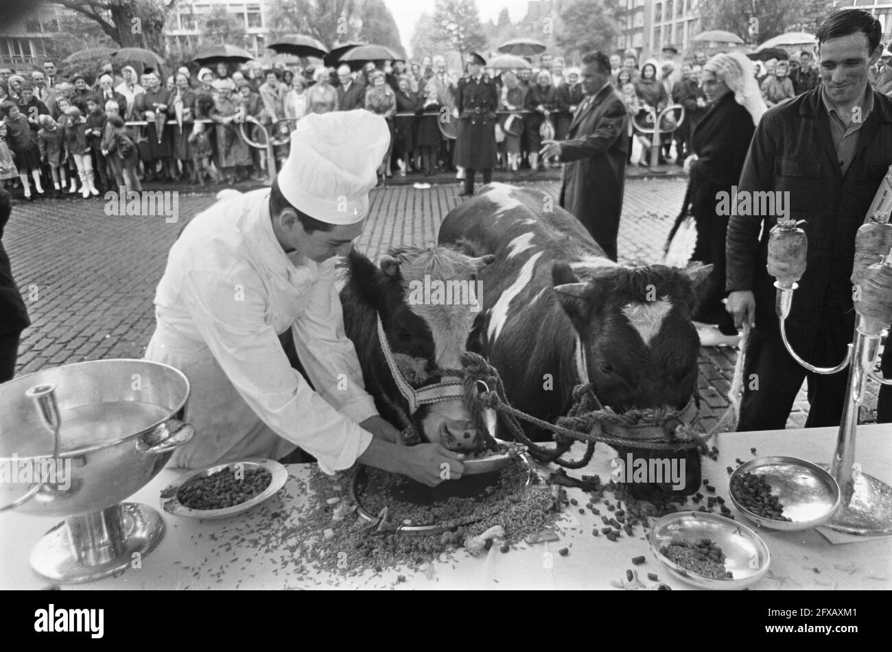 Hilton cows Black and White Stock Photos & Images - Alamy
