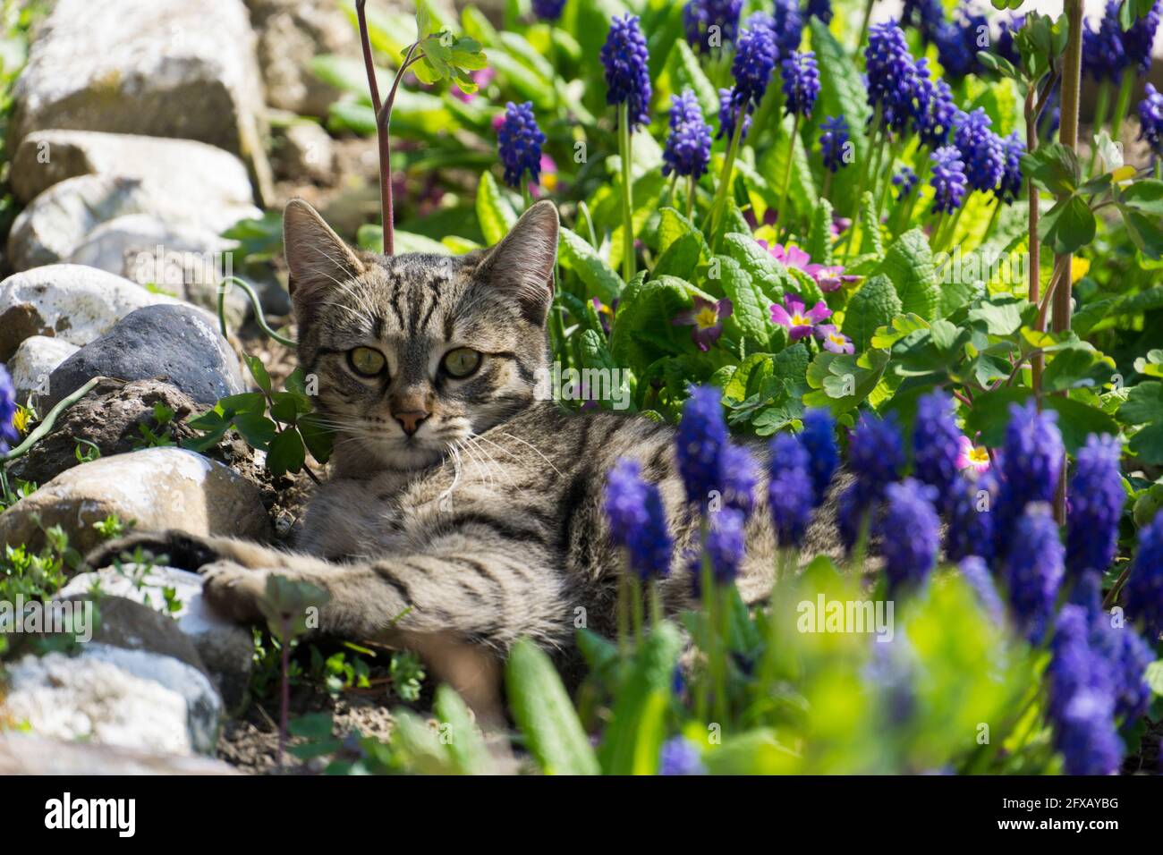 Cat in the garden surrounded by spring flowers Stock Photo - Alamy