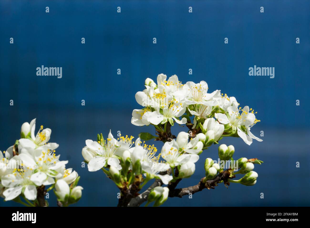 Mirabelle flower hi-res stock photography and images - Alamy