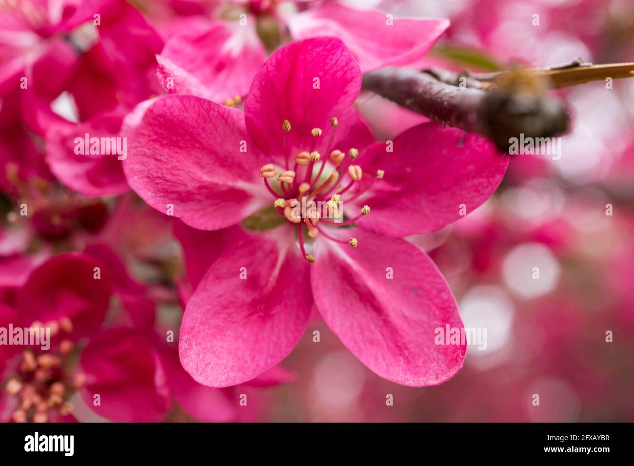 Red mirabelle flower Stock Photo - Alamy