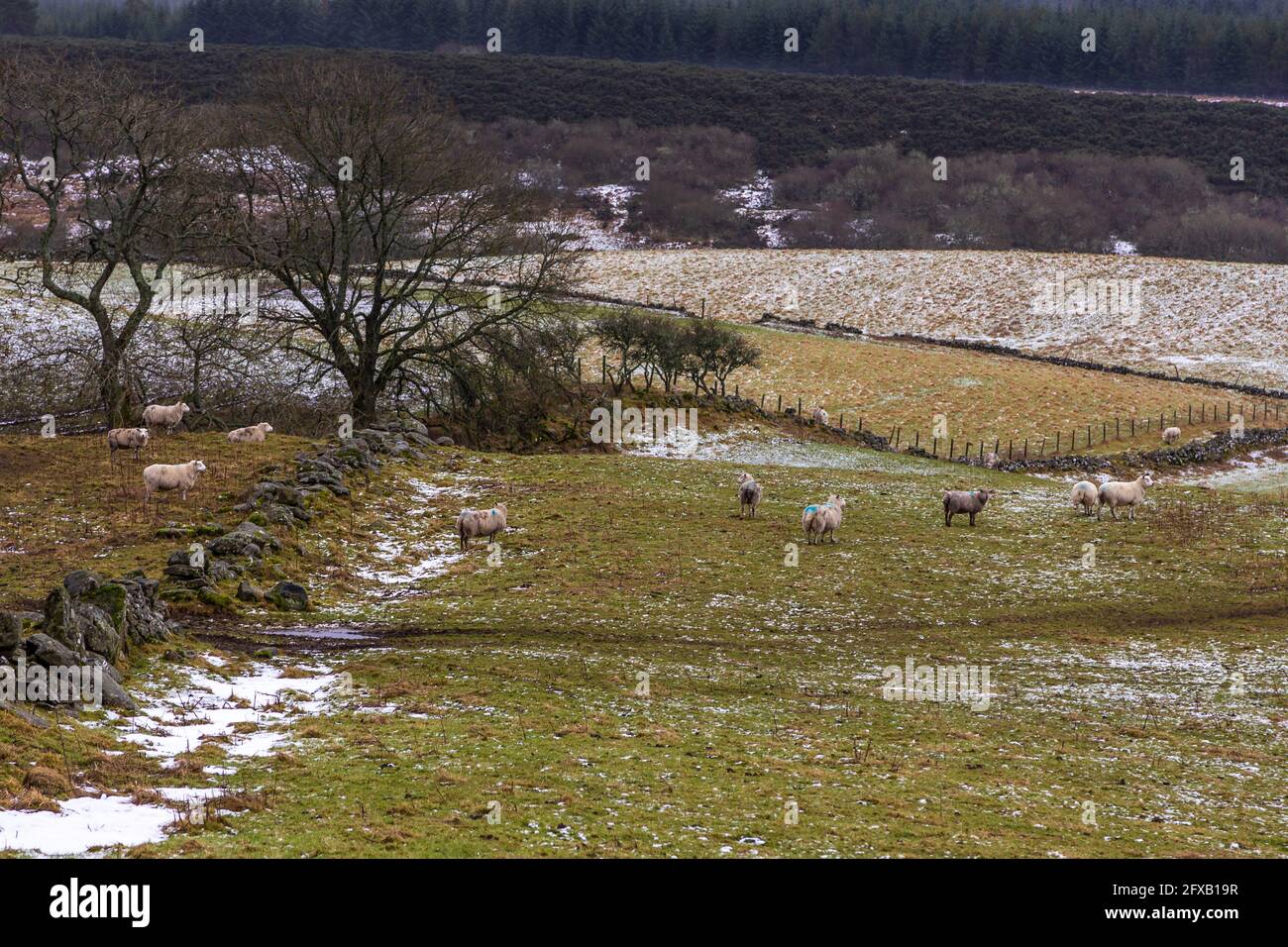 View of the snow-covered hills in Angus. Rural landscape. Aberdeenshire ...