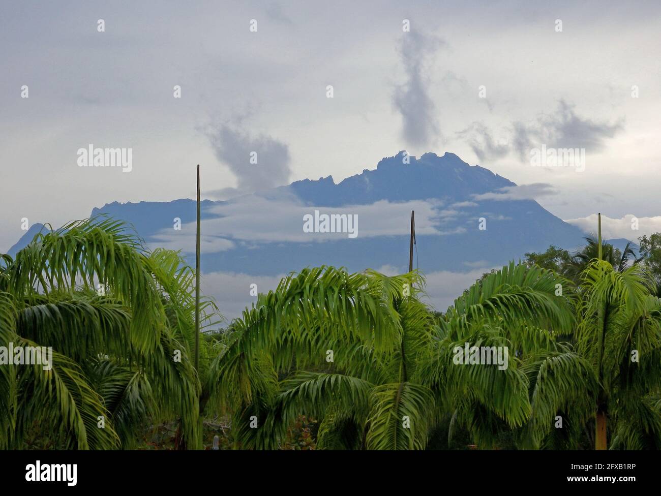 early morning view of mountain over plam trees Mount Kinabalu, Sabah ...