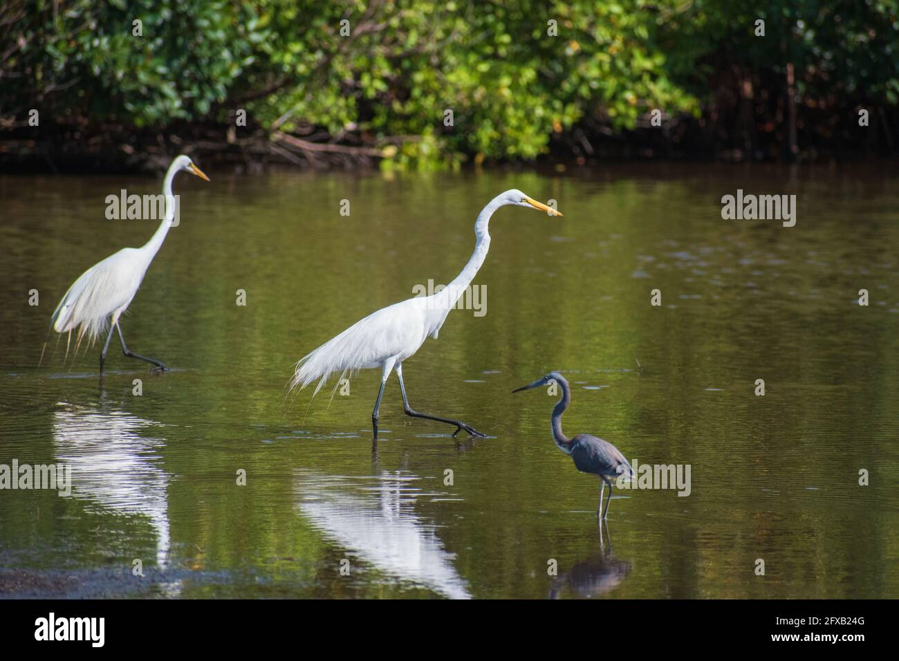 Large collection of florida wildlife from florida nature preserve park ...