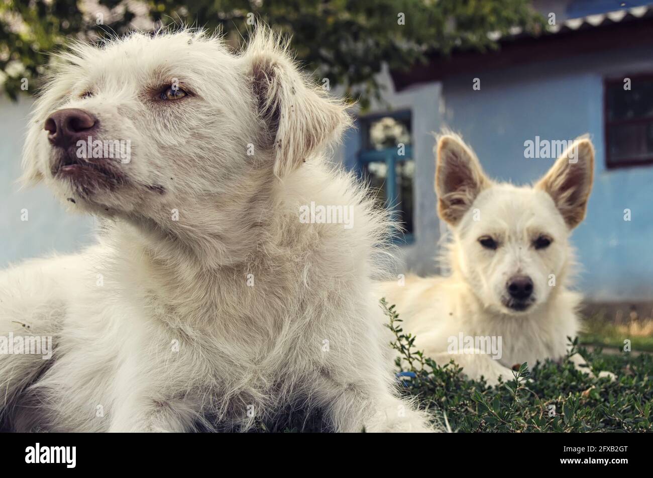 old homeless dog and young dog Stock Photo - Alamy