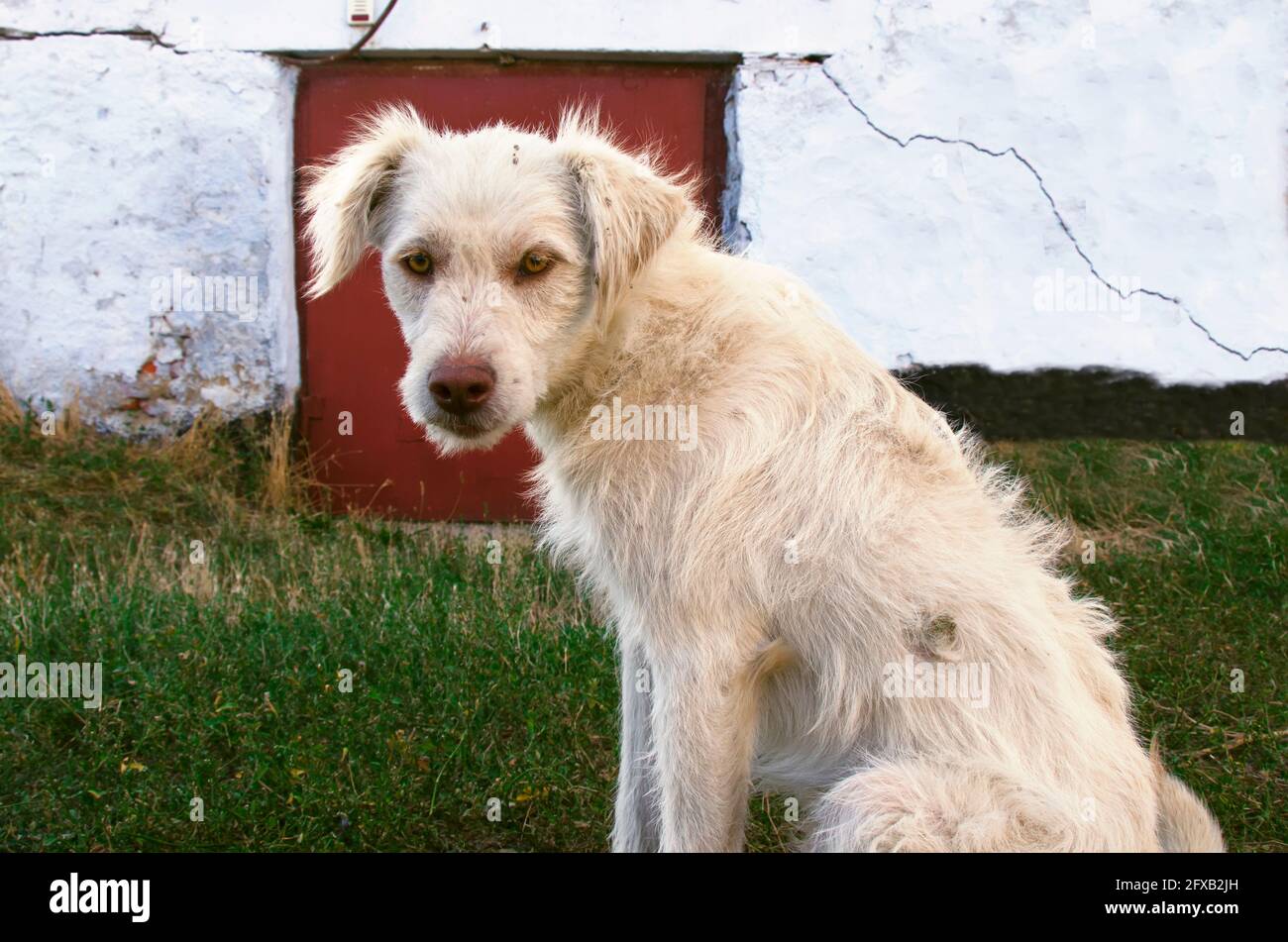 old homeless dog Stock Photo - Alamy