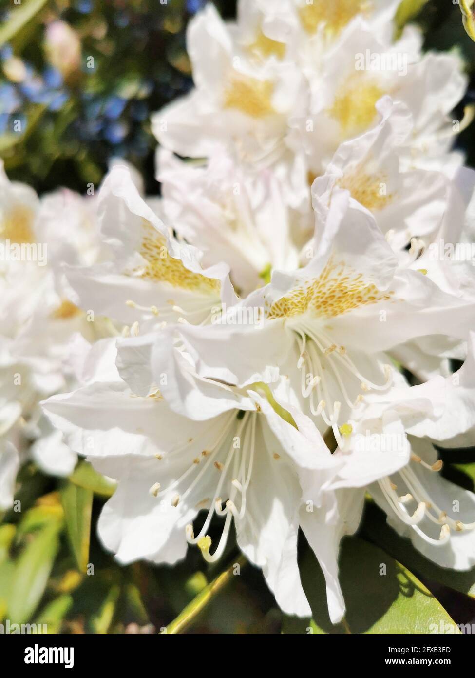 Rhododendron maximum closeup hi-res stock photography and images - Alamy