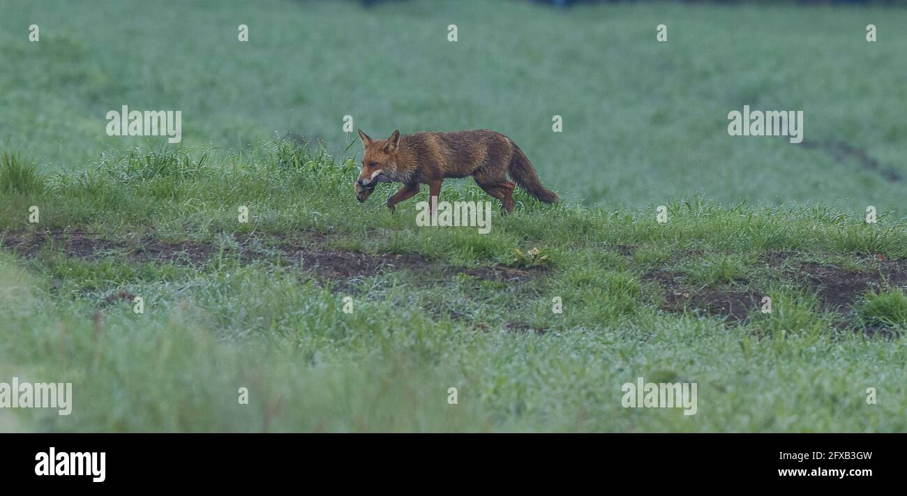 Gavin fox hi-res stock photography and images - Alamy