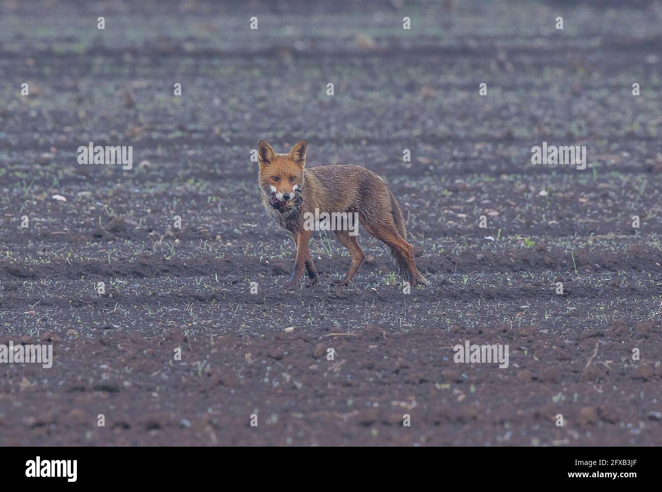 Fox Bird Mouth High Resolution Stock Photography and Images - Alamy