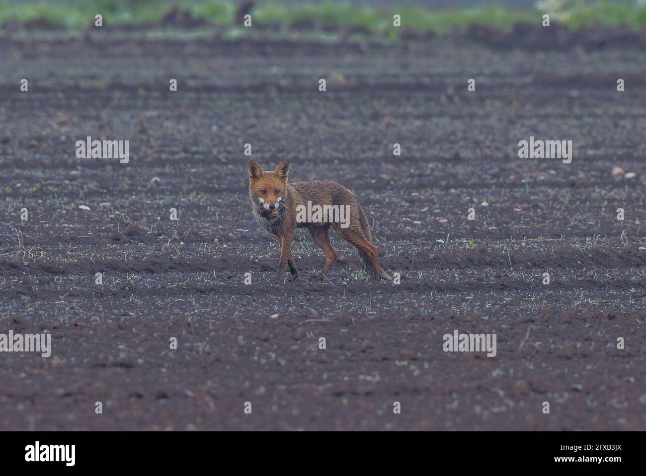 Gavin fox hi-res stock photography and images - Alamy