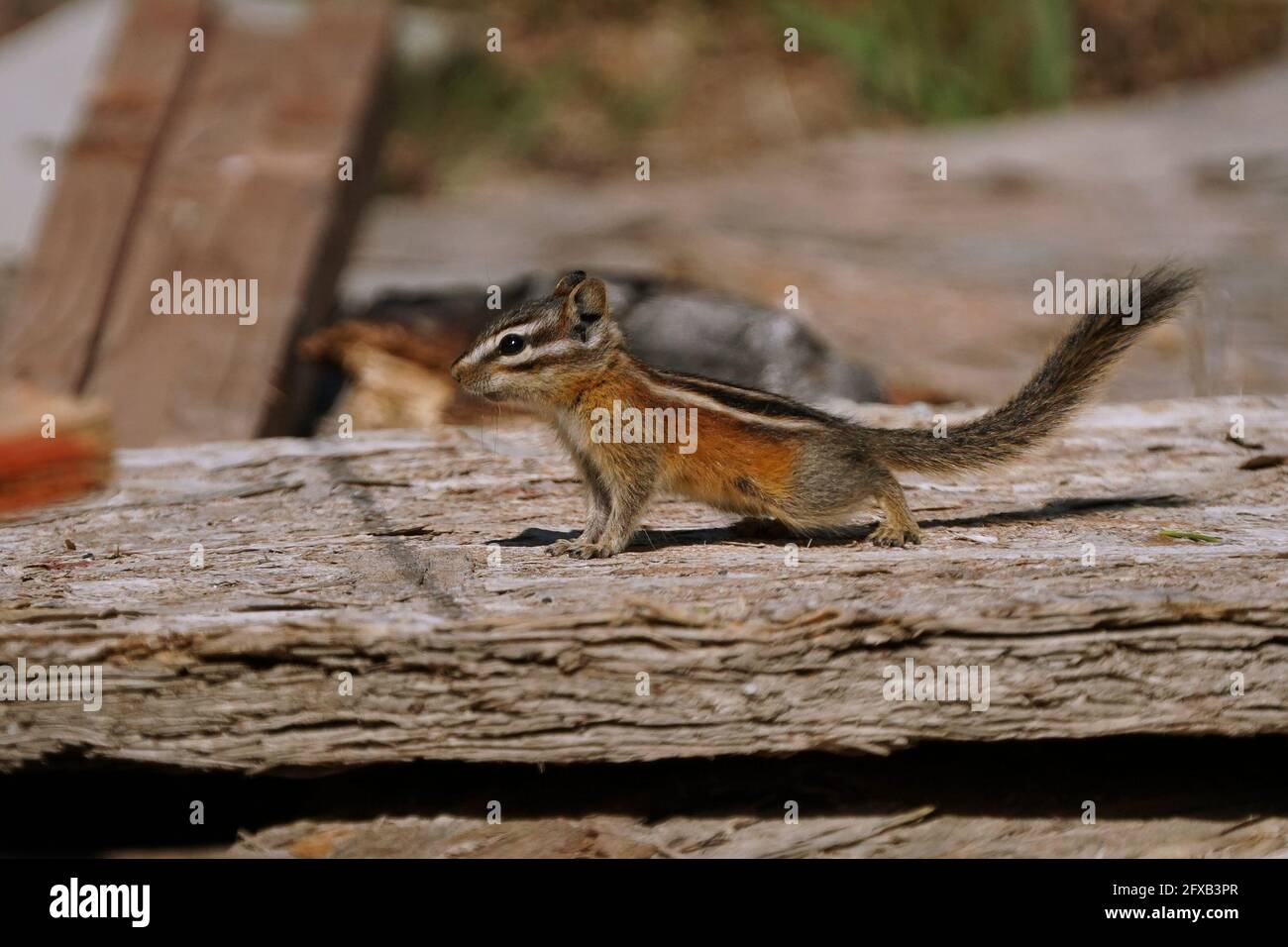 Chipmunk on board hi-res stock photography and images - Alamy