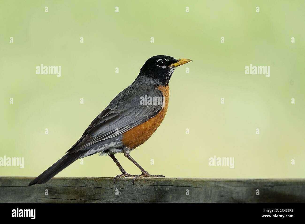 Robin feet hi-res stock photography and images - Alamy