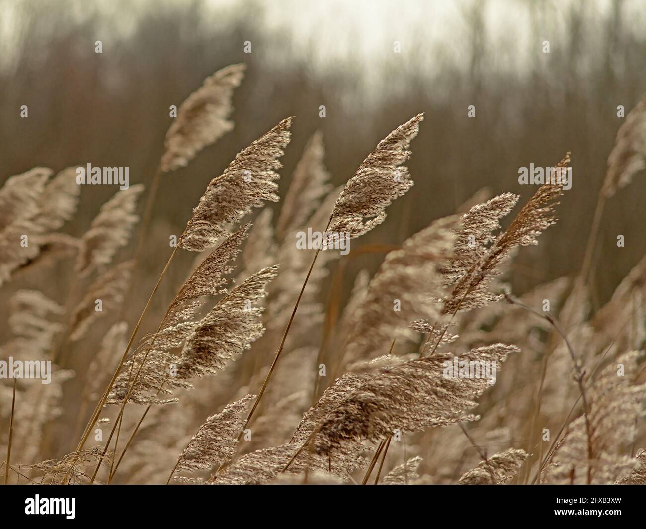 Close up of golden Reed plumes waving in the wind - poacea Stock Photo ...