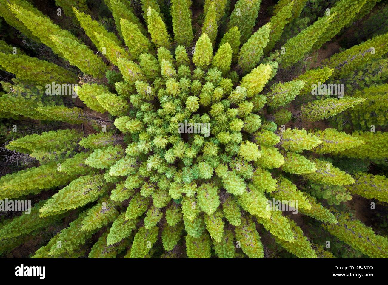 Concentric Circles In Nature High Resolution Stock Photography and ...
