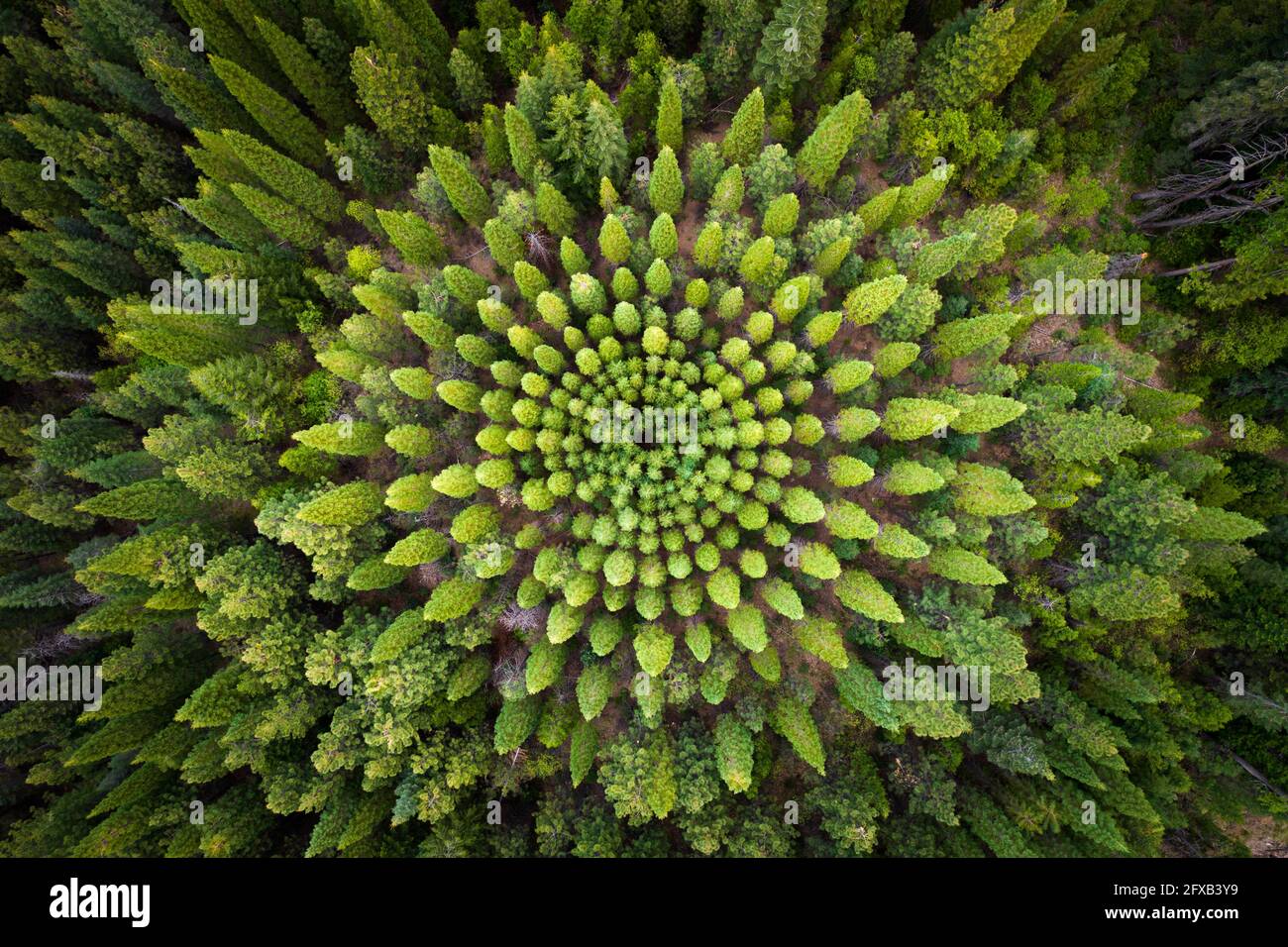 Concentric Circles In Nature High Resolution Stock Photography and ...