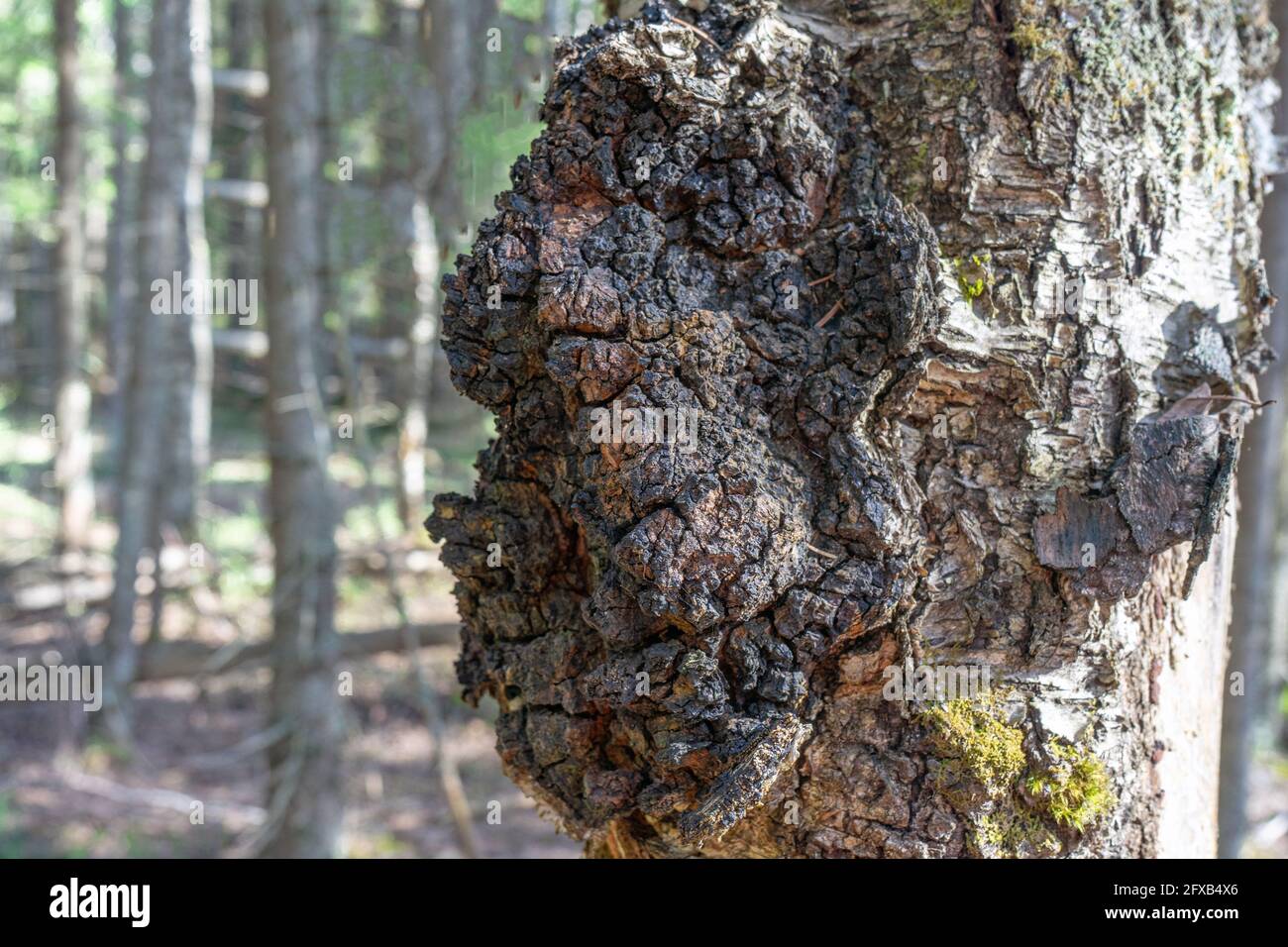 Inonotus obliquus. black birch mushroom. Chaga, a fungal infection on ...