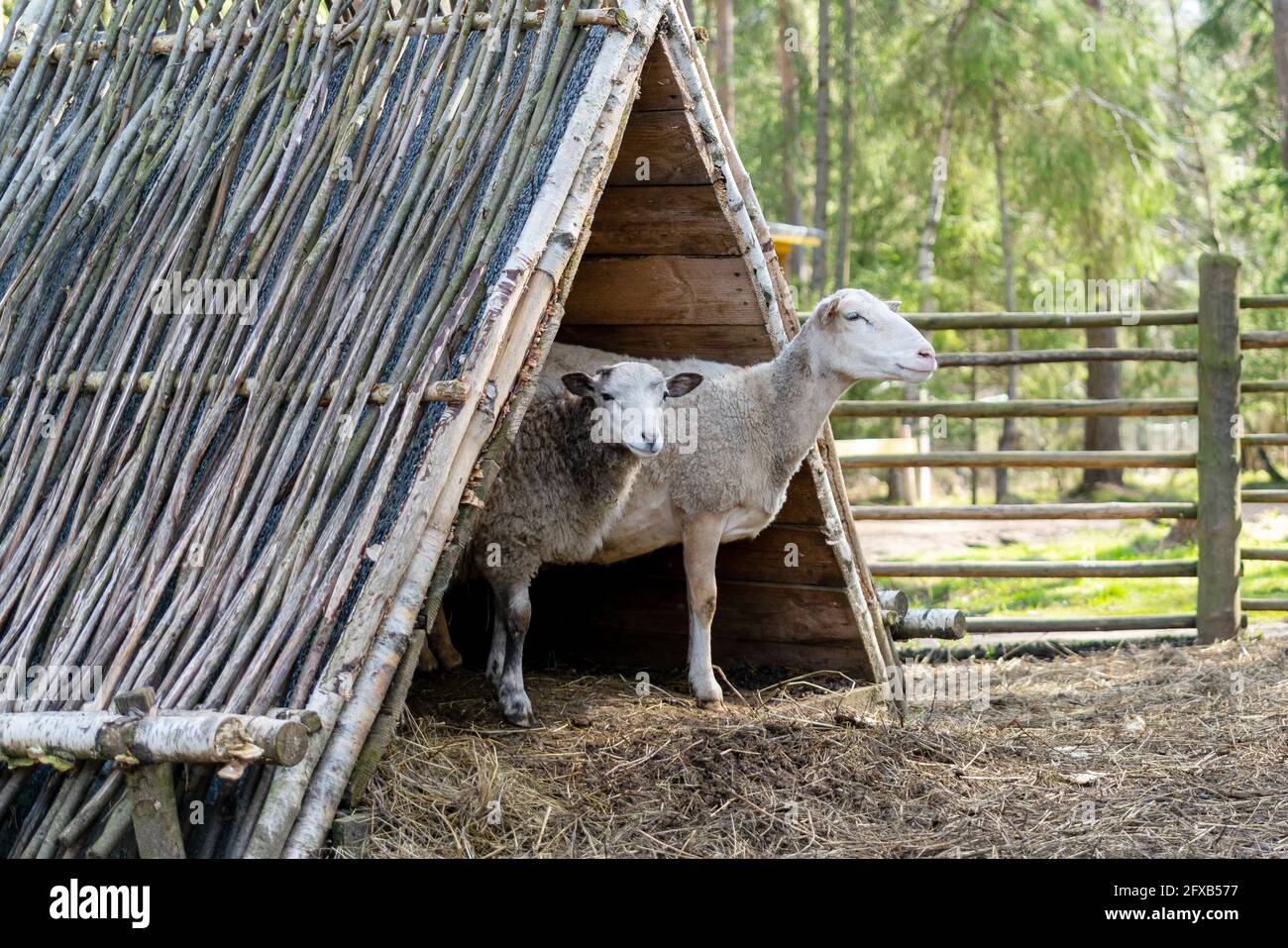 Factory farming sheep hi-res stock photography and images - Alamy
