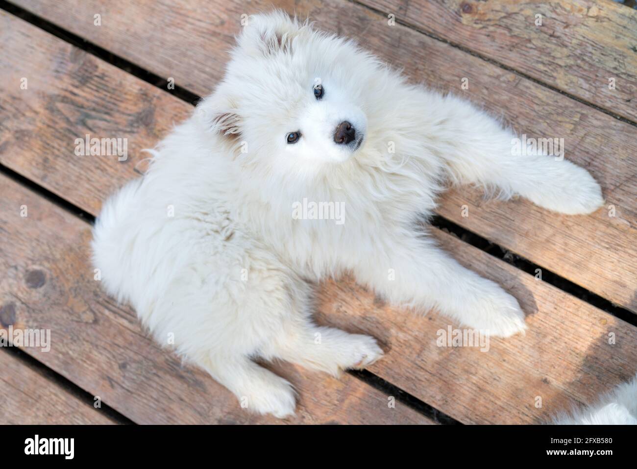 White Samoyed husky puppy with a fluffy coat Stock Photo - Alamy