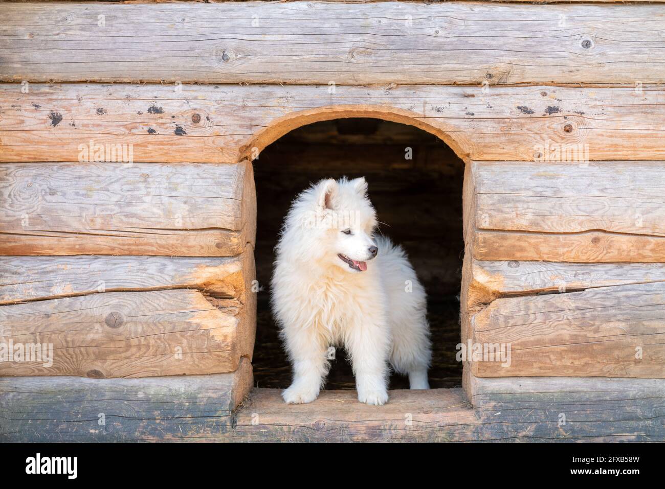 White Samoyed husky puppy with a fluffy coat Stock Photo - Alamy