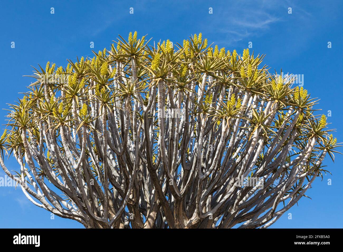 Blooming Quiver tree in Namibia Stock Photo - Alamy