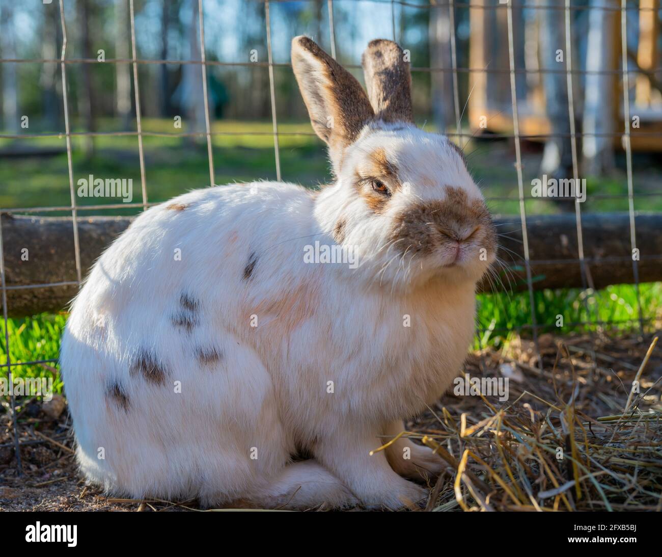 Cute fluffy rabbit on a farm Stock Photo - Alamy
