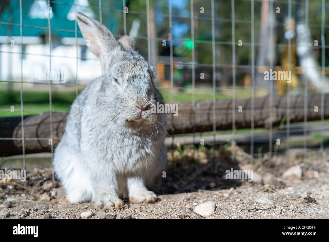 Cute fluffy rabbit on a farm Stock Photo - Alamy
