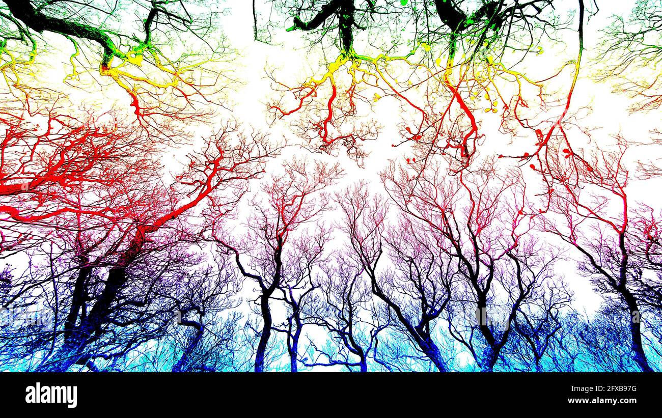 Colourful branch textures Stock Photo - Alamy