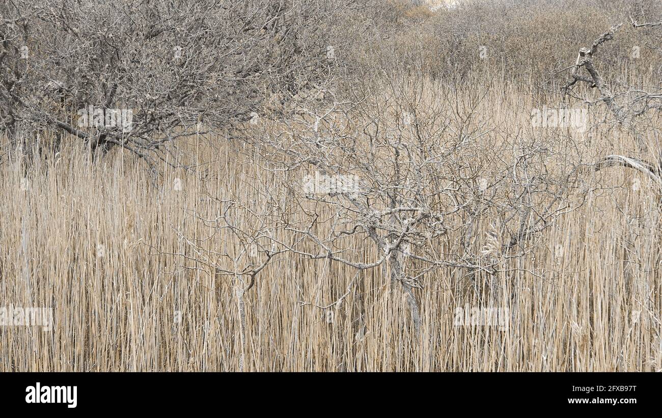 Colourful branch textures Stock Photo - Alamy