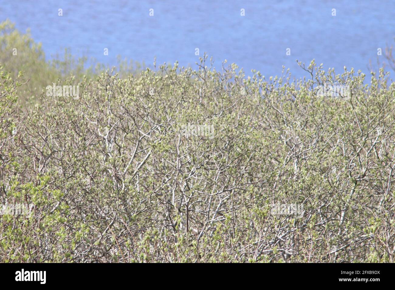 Colourful branch textures Stock Photo - Alamy