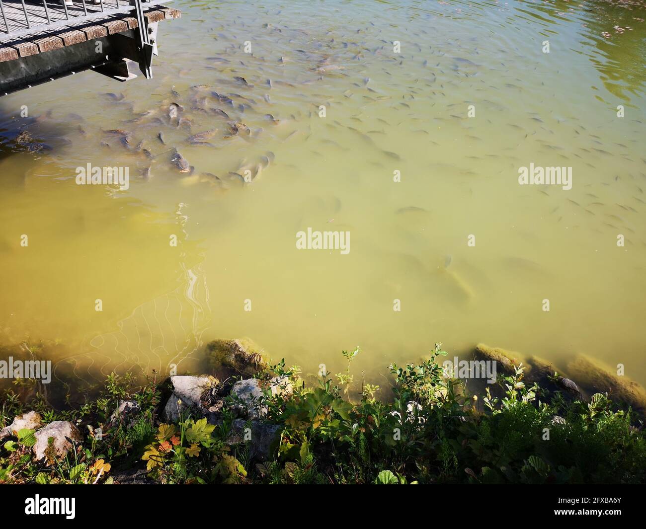 Dirty polluted river with fish swimming in its water Stock Photo - Alamy