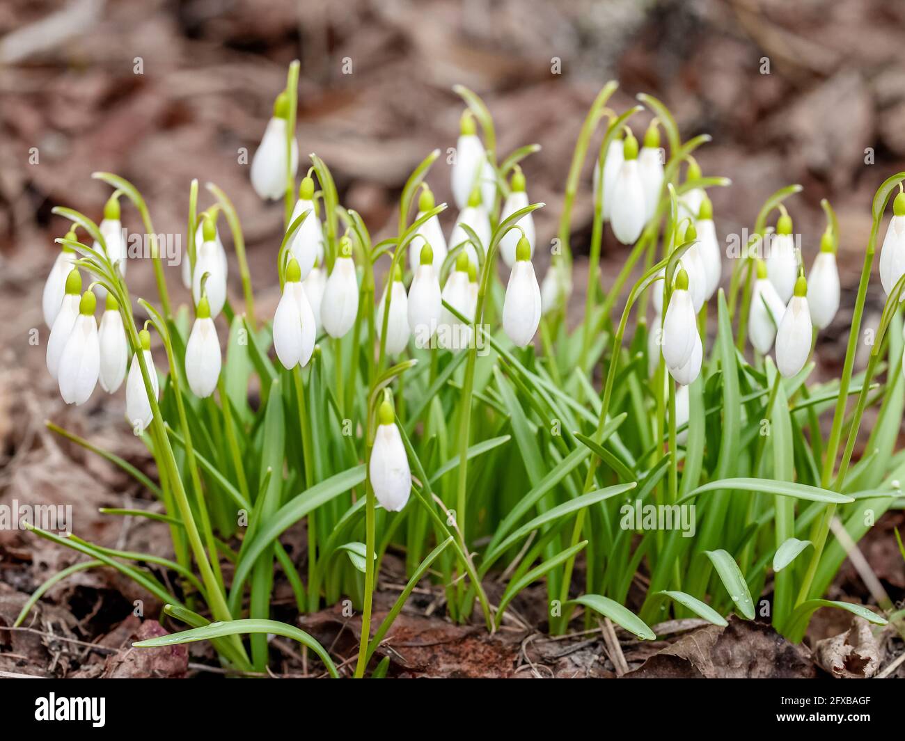 Summer Snowdrop High Resolution Stock Photography and Images - Alamy